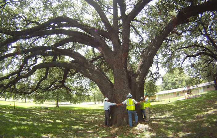 Tree Preservation | WISE BEAVER TREE CARE - Licensed Arborists for Tree ...