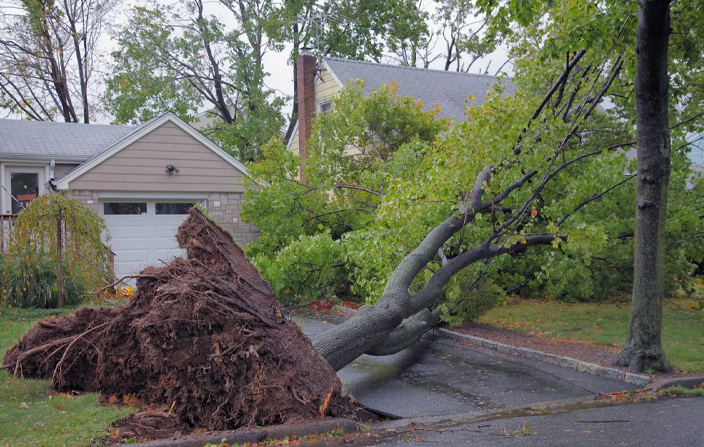 Emergency Tree Removal | WISE BEAVER TREE CARE - Licensed Arborists for ...
