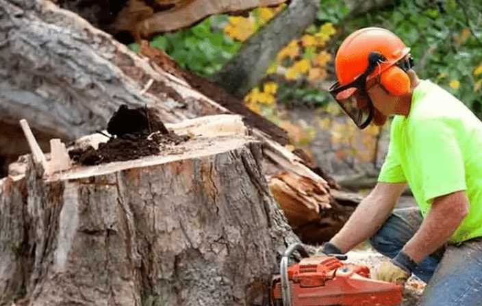 Tree Clearing Services | WISE BEAVER TREE CARE - Licensed Arborists for ...