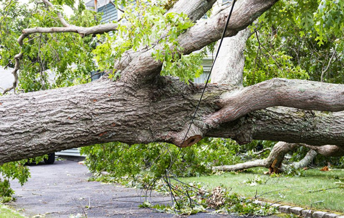 Hazard Tree Assessment | WISE BEAVER TREE CARE - Licensed Arborists for ...